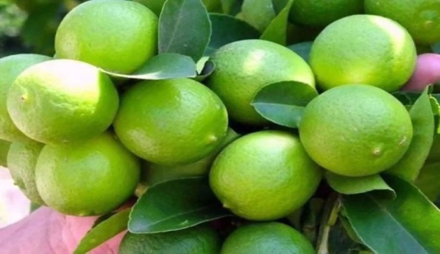 ¡Limón, cultivo estratégico de Piura! Región produjo más de 203,800 ...